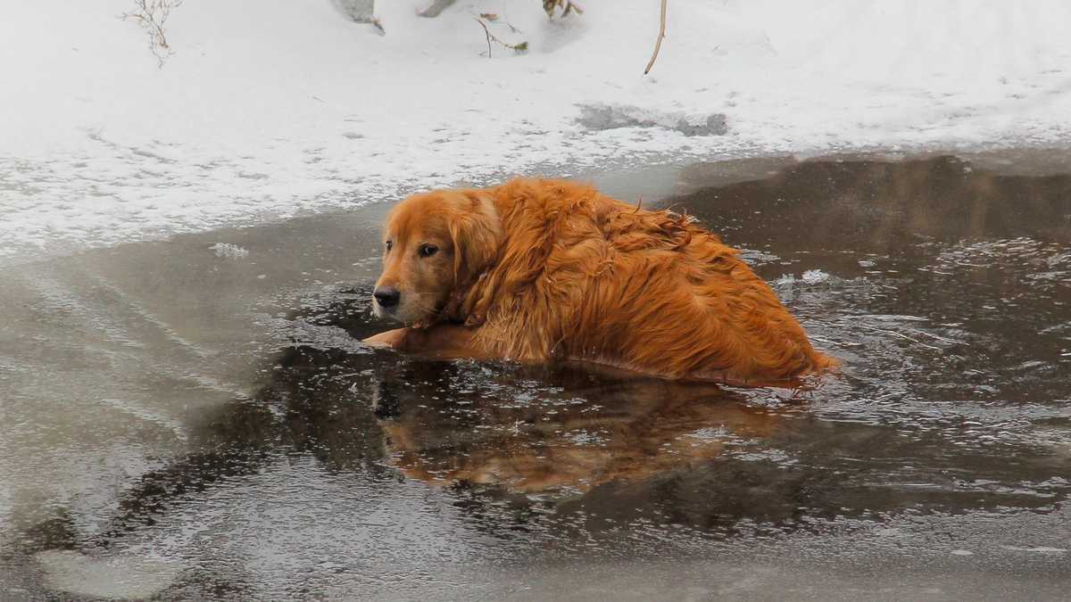 Crews rescue dog from frigid water