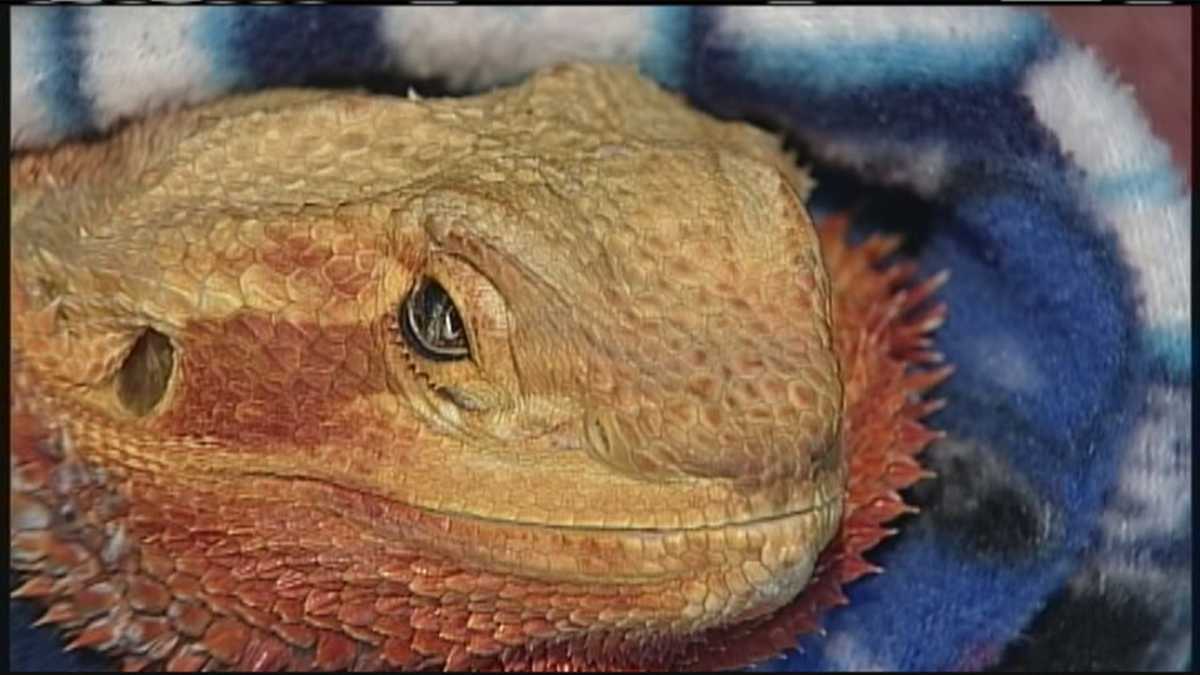 Vet seeks help flying elderly lizard for surgery