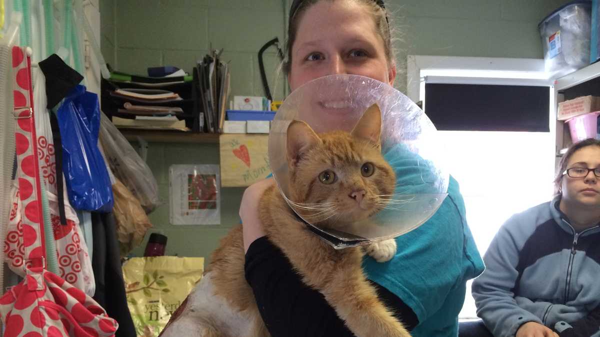 Cat likely burned by car engine recovering at shelter