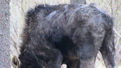 Maine moose facing deadly parasitic predator