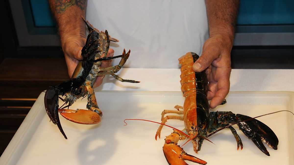 Photos: Rare lobster joins others at New England Aquarium
