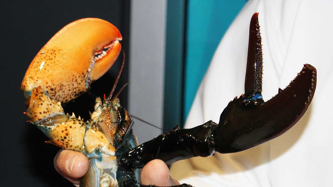 Photos: Rare lobster joins others at New England Aquarium