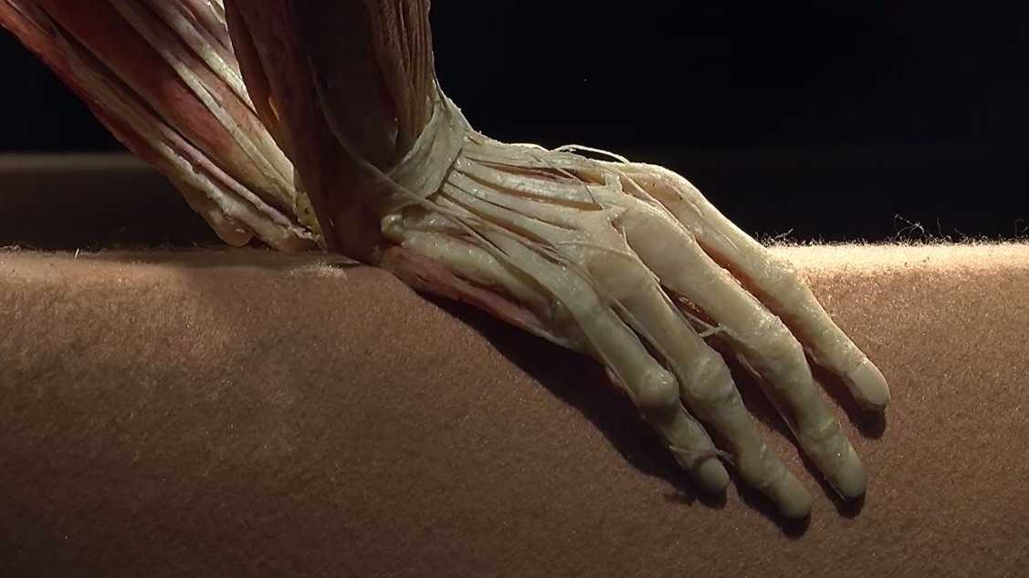 Photos: Exhibit uses real bodies to show human anatomy