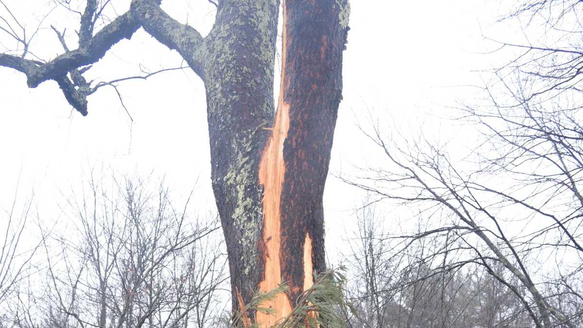Photos: Lightning strike shatters tree