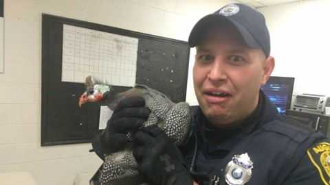 Rogue hen goes on wild joyride across central Maine