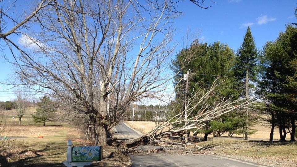 Photos: Howling winds take down trees, power lines