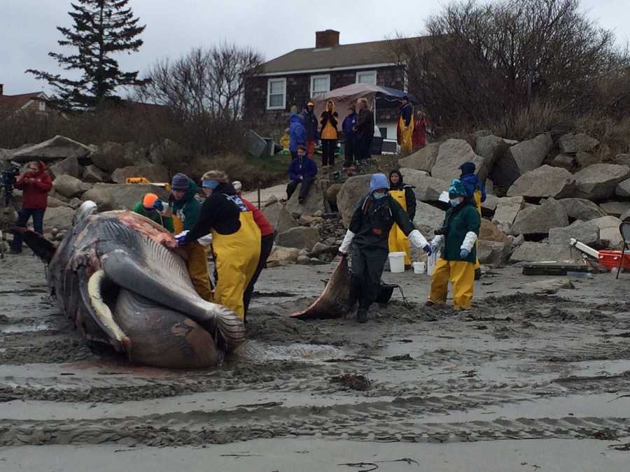 Photos: Whale washes up on Maine beach
