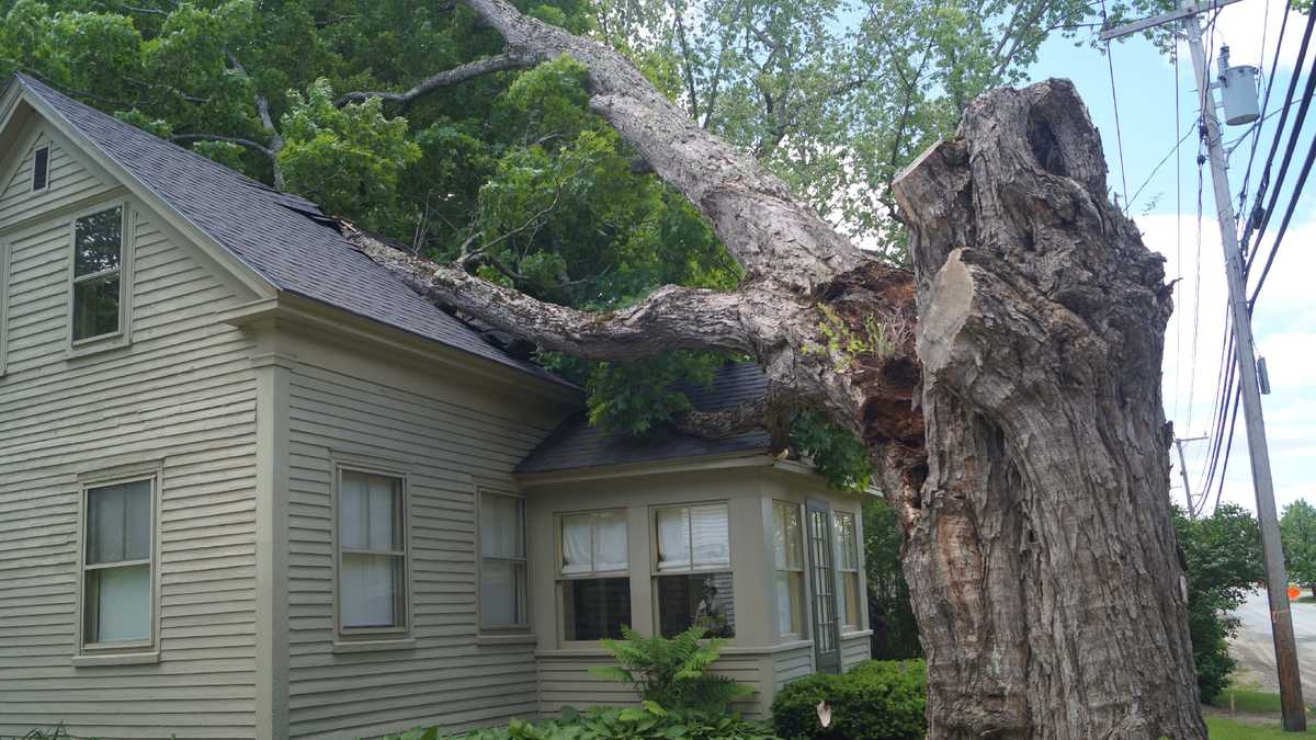 Gusty winds bring down trees, knock out power to thousands