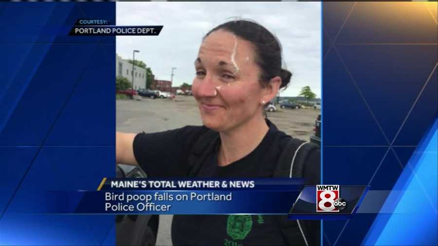 Portland, Bangor police trade jabs over bird poop Portland, Bangor police trade jabs over bird poop