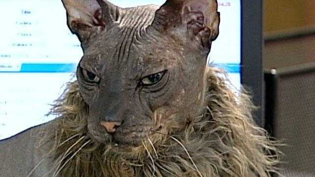 Photos: Ugly Bat Boy the cat from Exeter