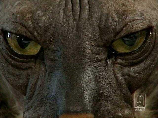 Photos: Ugly Bat Boy the cat from Exeter