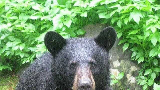 Bear hunting season begins in NH