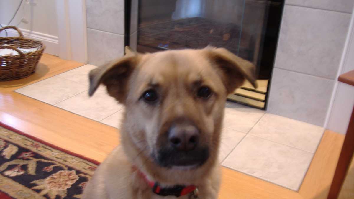 Critics call for end to pet devocalization