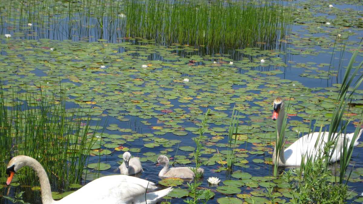 25 things you may not know about Ray Brewer