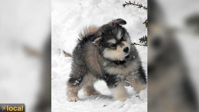 Nanook the dog: one year later