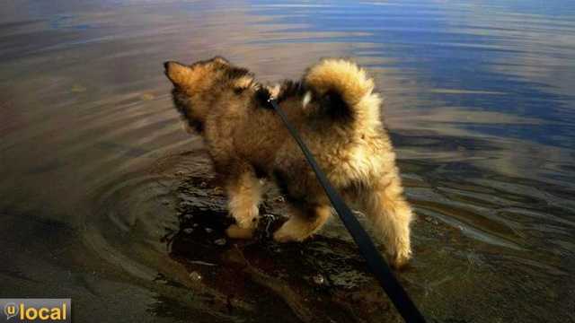 Nanook the dog: one year later