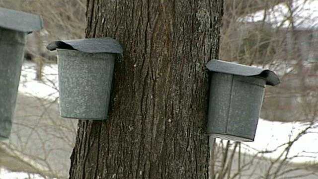 March is maple month in NH