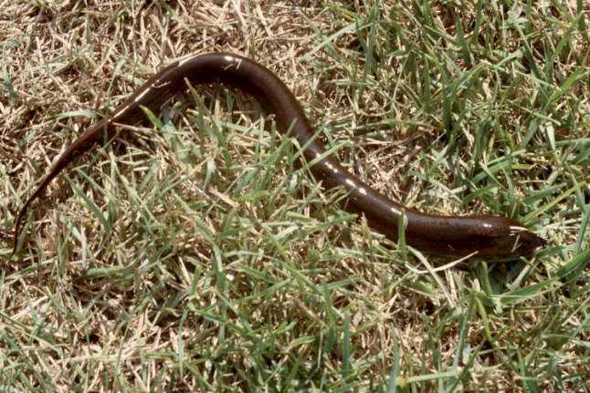 Invasive species are everywhere