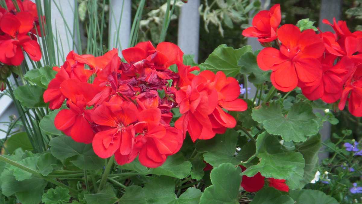 5 Things To Do Memorial Day Weekend In NH 5-things-to-do-memorial-day-weekend-in-nh