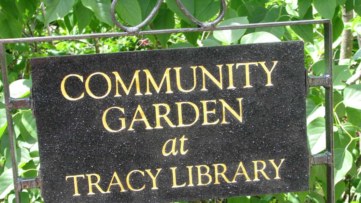 Photos: Peonies at Tracy Library in New London