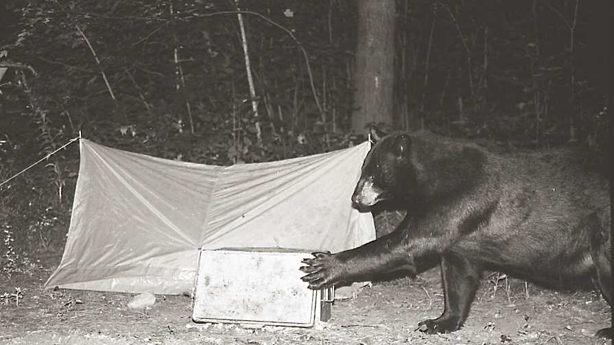 Photos: Bears spotted across Warren