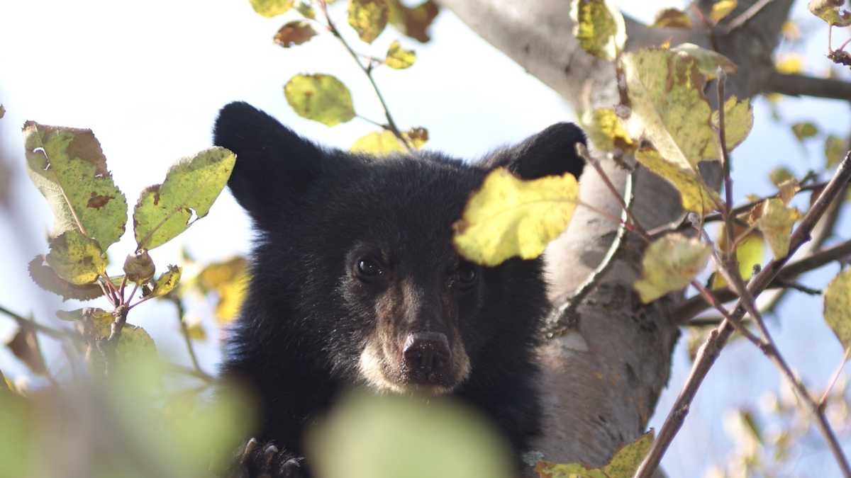 Photos: Bears spotted across Warren
