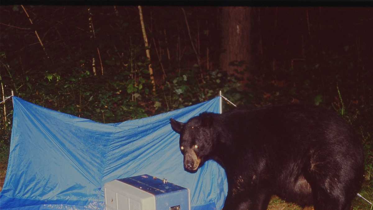 Photos: Bears spotted across Warren