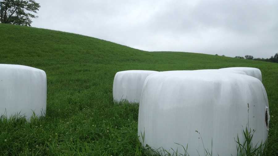 Rainy June means bad news for hay crops