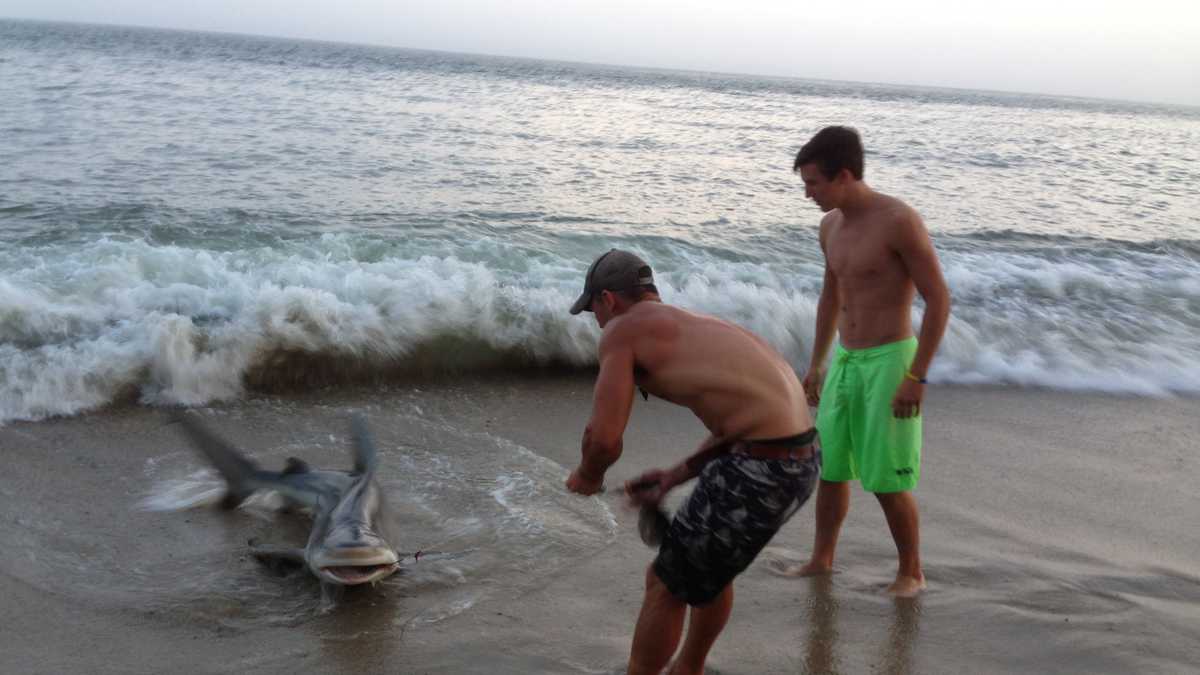 Man vs. shark: Nantucket man wrestles shark to shore