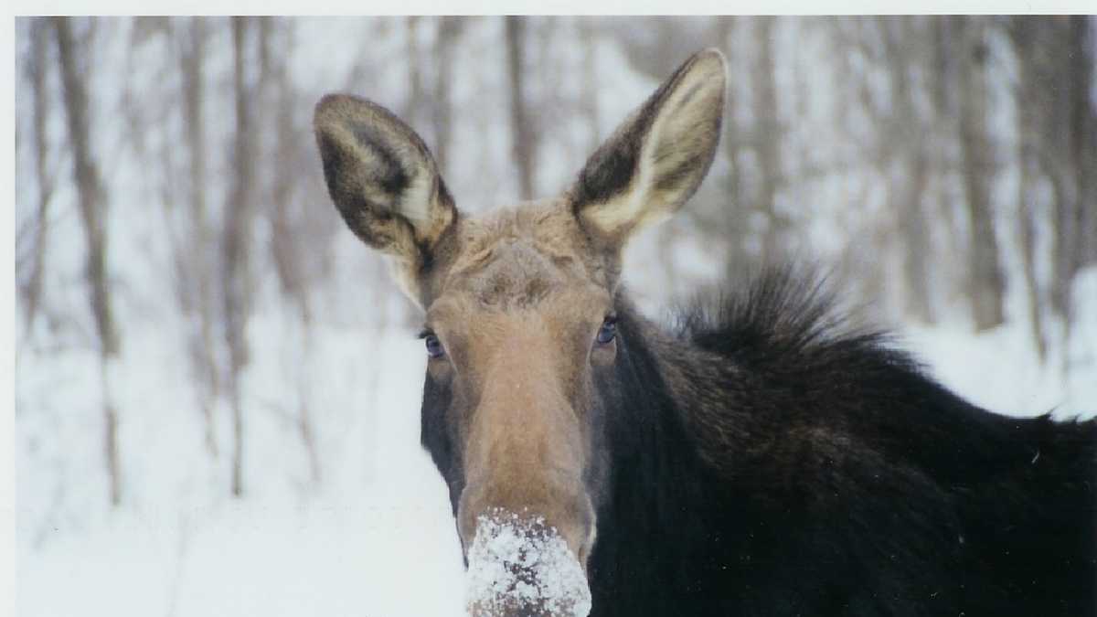 100 moose in northern NH to get GPS collars as part of study