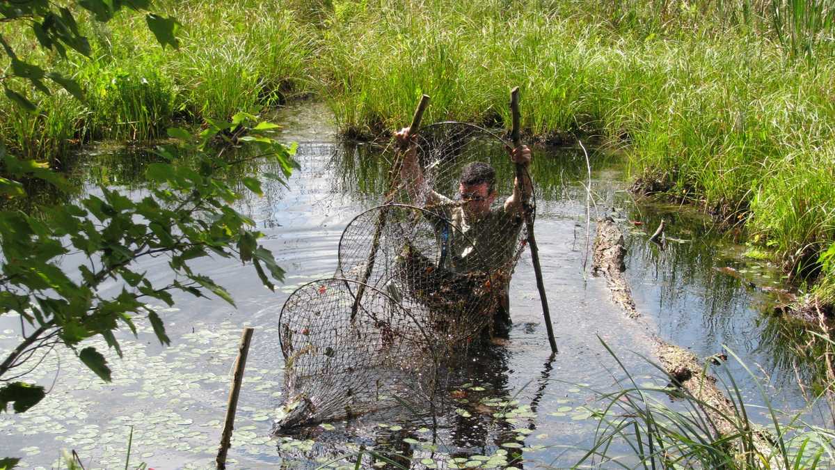 Photos: Turtle trapping in Goffstown