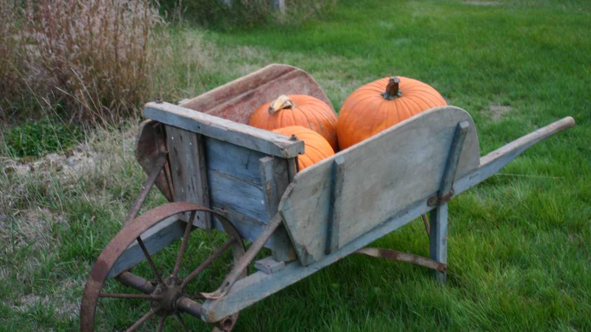 Viewer's Choice: Best pumpkin patches in New Hampshire