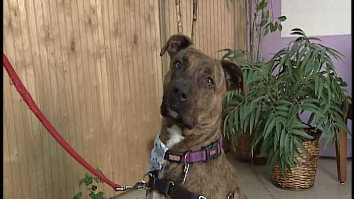 Adopt This Pet: Dutch