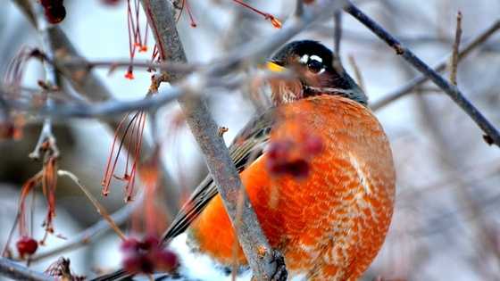 How are robins surviving cold winter in New Hampshire?