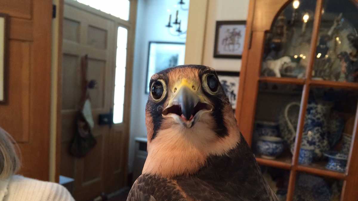 Blind falcon to undergo landmark surgery to restore sight