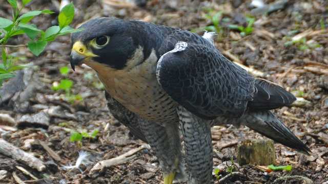 Female falcon in NH finds new mate after male suffers broken wing