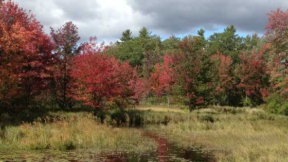 New Hampshire towns with most NH-born residents