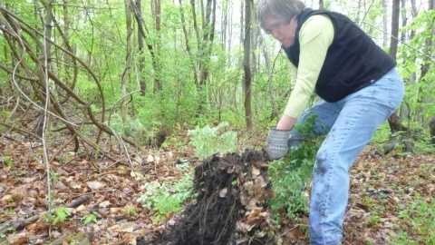 New organization forms to fight invasive species in NH