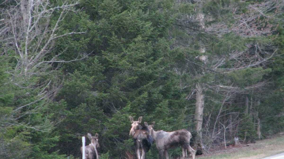 Photos: Moose spotted along Moose Alley