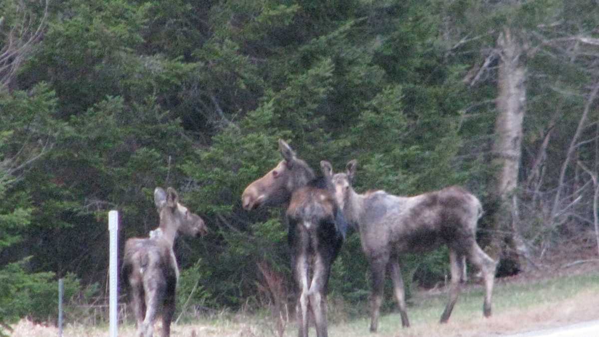 Photos: Moose spotted along Moose Alley