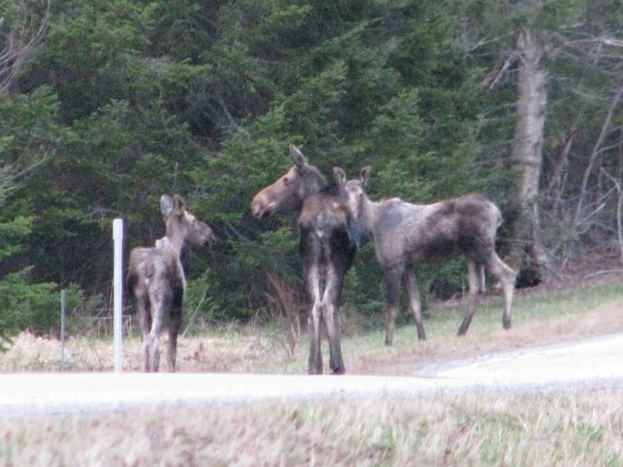 Photos: Moose spotted along Moose Alley
