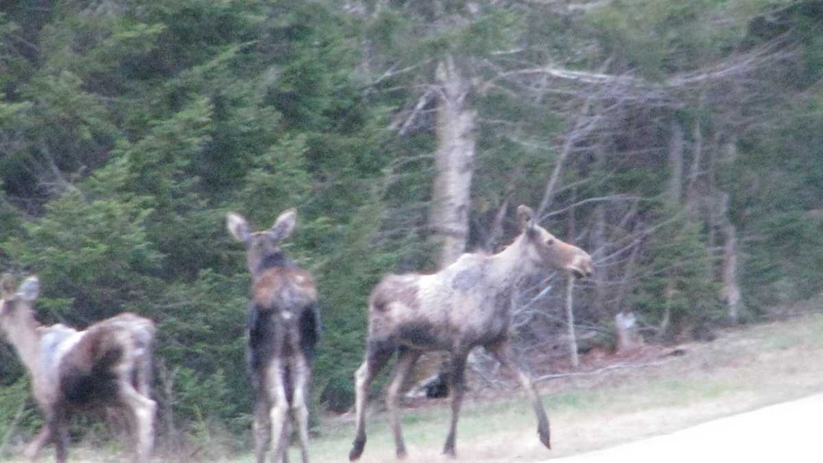 Photos: Moose spotted along Moose Alley