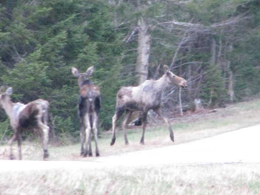 Photos: Moose spotted along Moose Alley