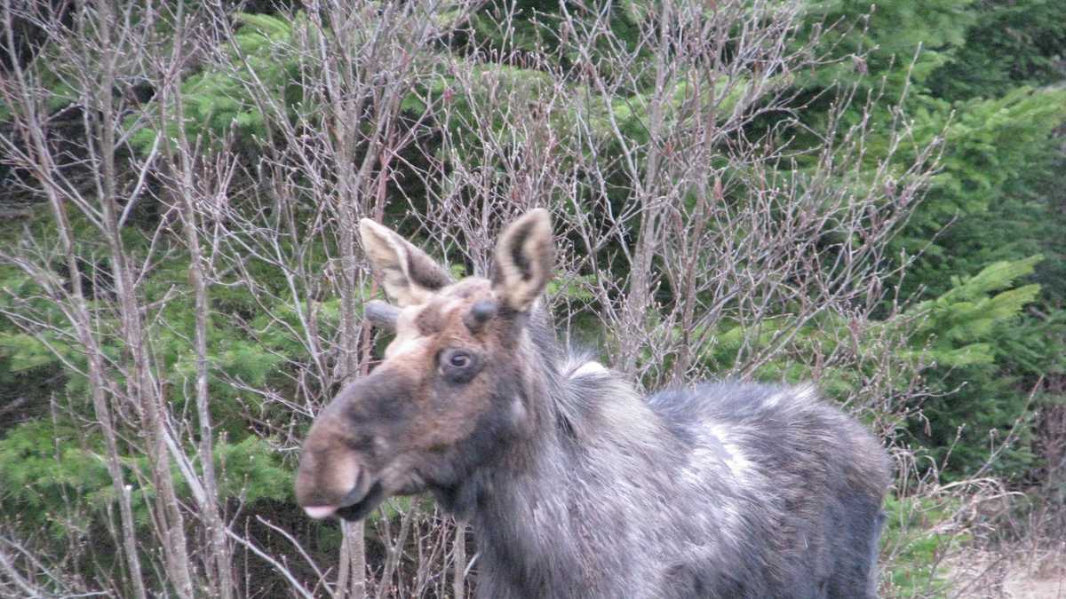 Photos: Moose spotted along Moose Alley