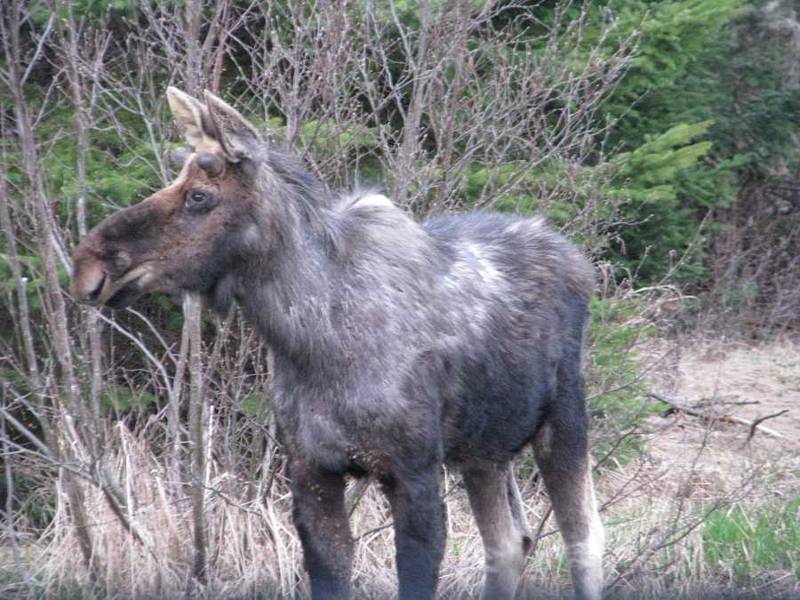 Photos: Moose spotted along Moose Alley