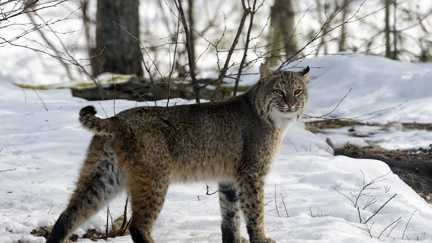 Photos: NH bobcat study