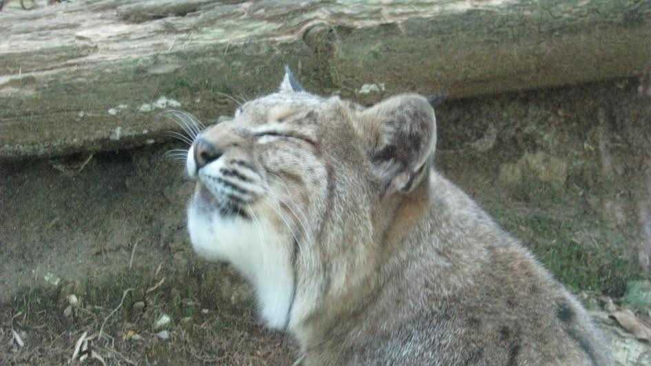 Photos: NH bobcat study