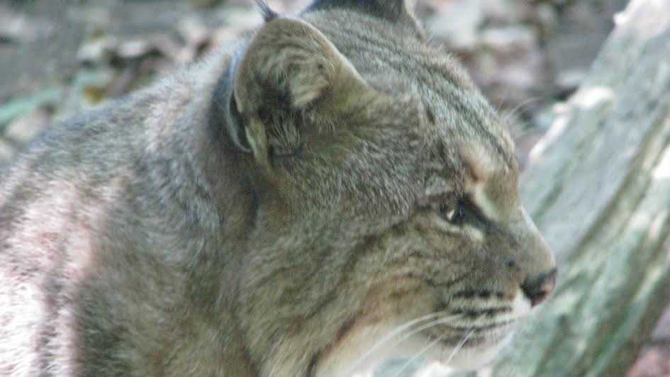 Photos: NH bobcat study