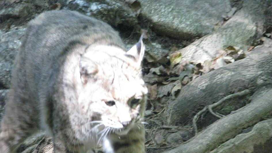 Photos: NH bobcat study