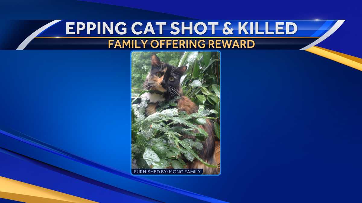 Epping family seeks answers after cat shot, killed